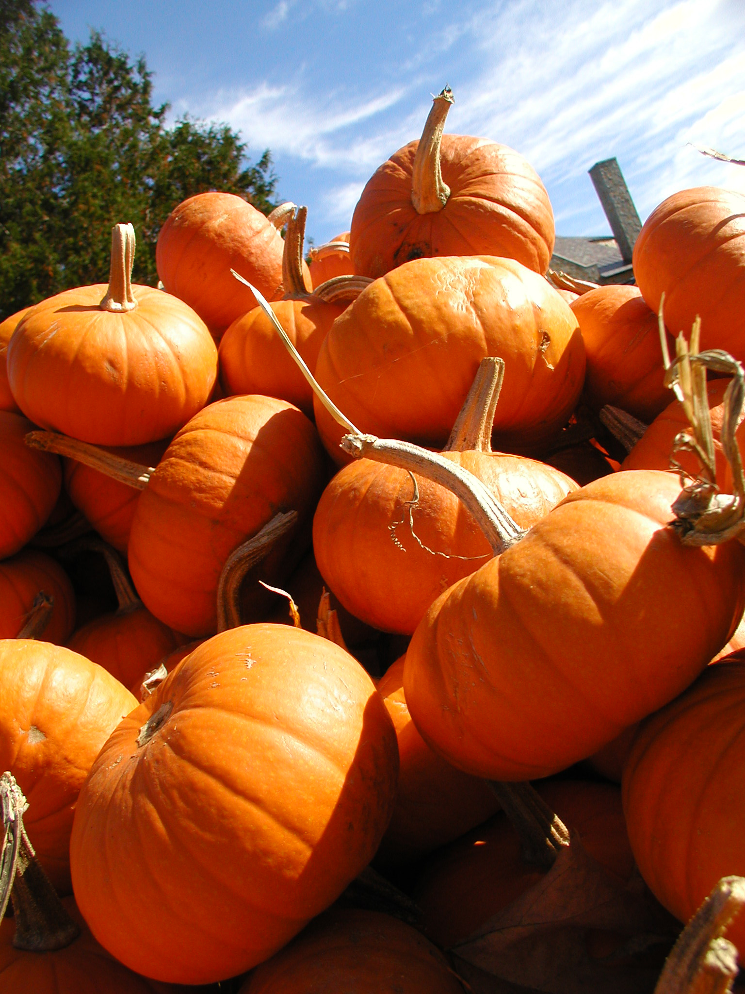 Giant Pumpkins and Pansies . on Pinterest | Pansies, Pumpkins and ...